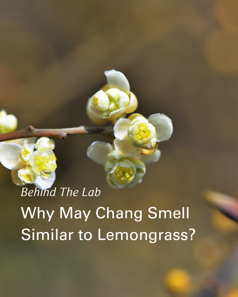 Why May Chang Smell Similar to Lemongrass? – GoodVibes - Born from the ...